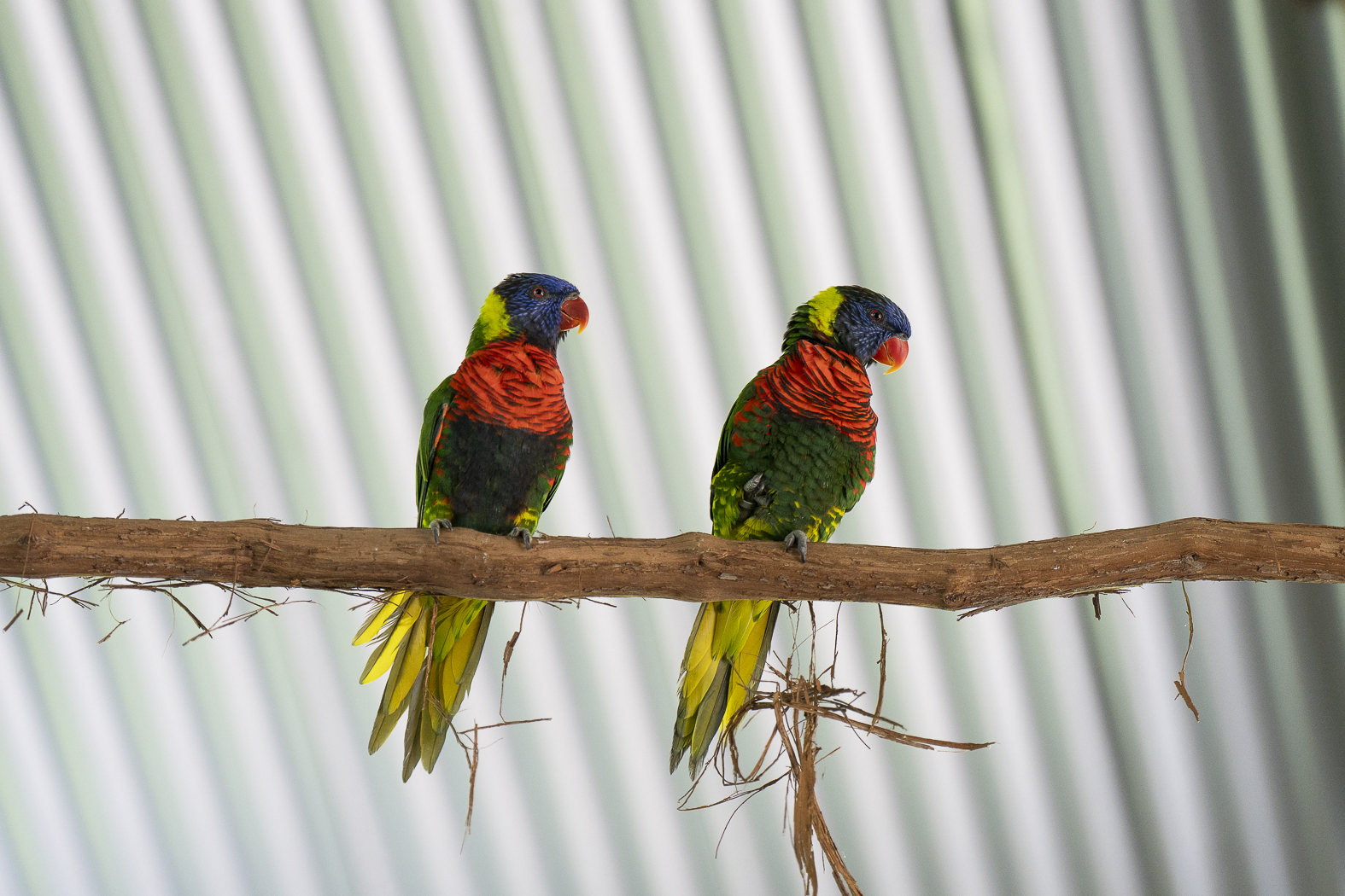 Columbus Zoo | Lorikeets